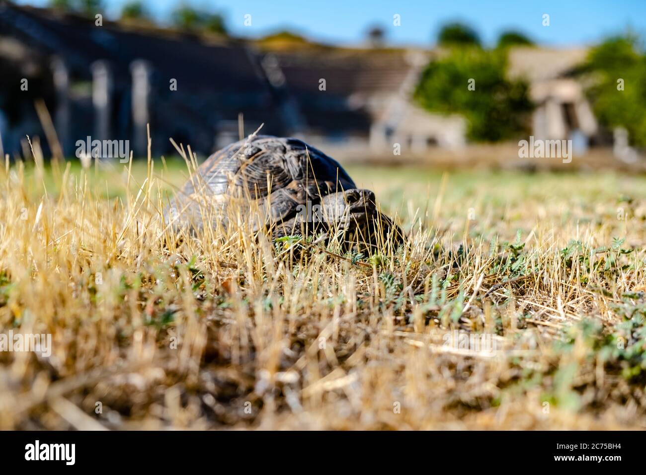 Home box turtle hi-res stock photography and images - Alamy