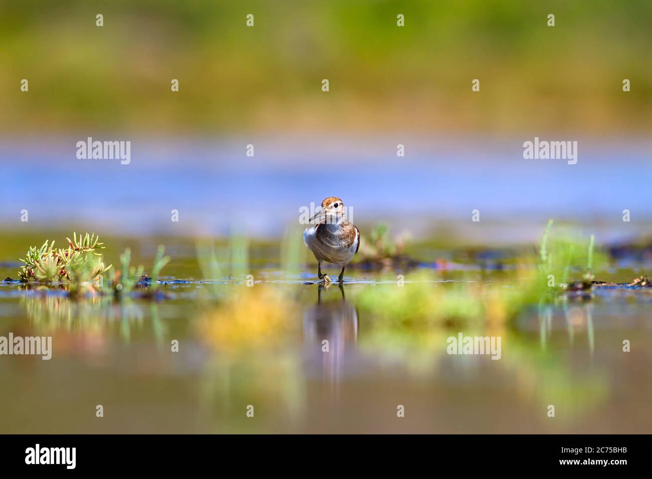 Green nature and water birds. Green nature background. Common water ...