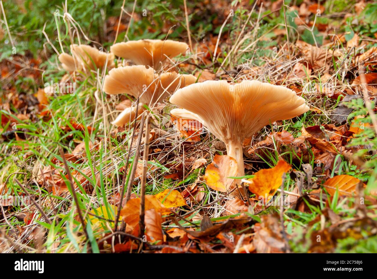 Tawny funnel cap toadstool and autumn leaves, Whitewell, Clitheroe ...