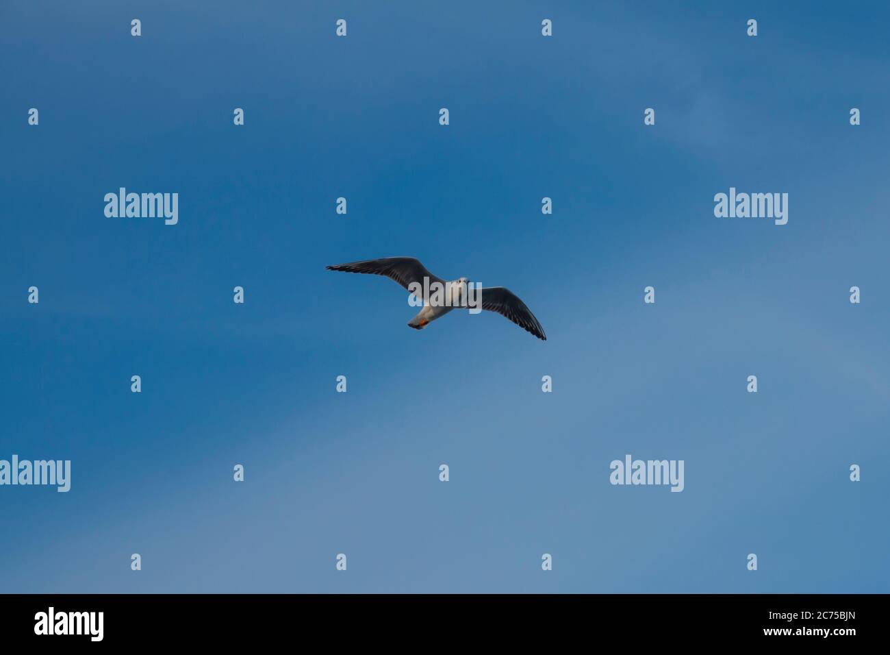 Seagull bird flight with wings on a marine cloudy weather Stock Photo ...