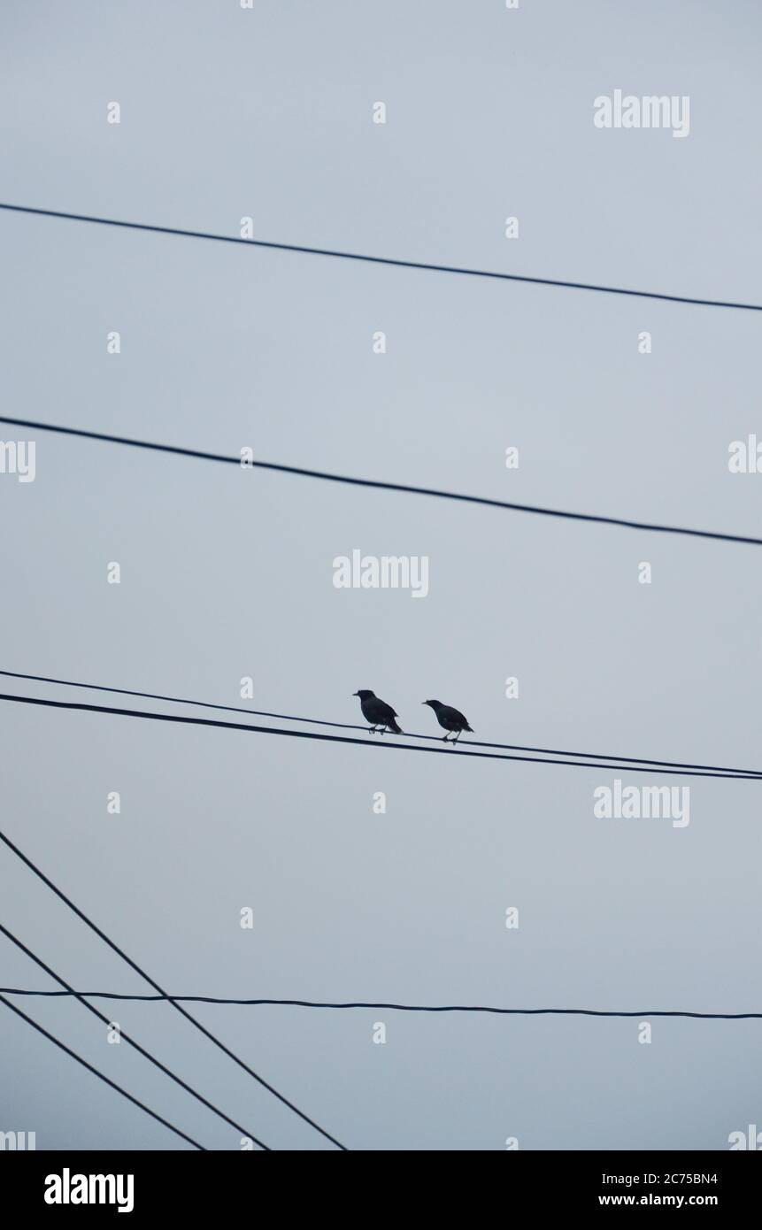 Two sparrow bird standing on the electricity wire Stock Photo - Alamy