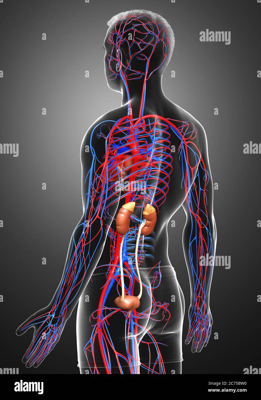3d rendered, medically accurate illustration of the kidneys and ...