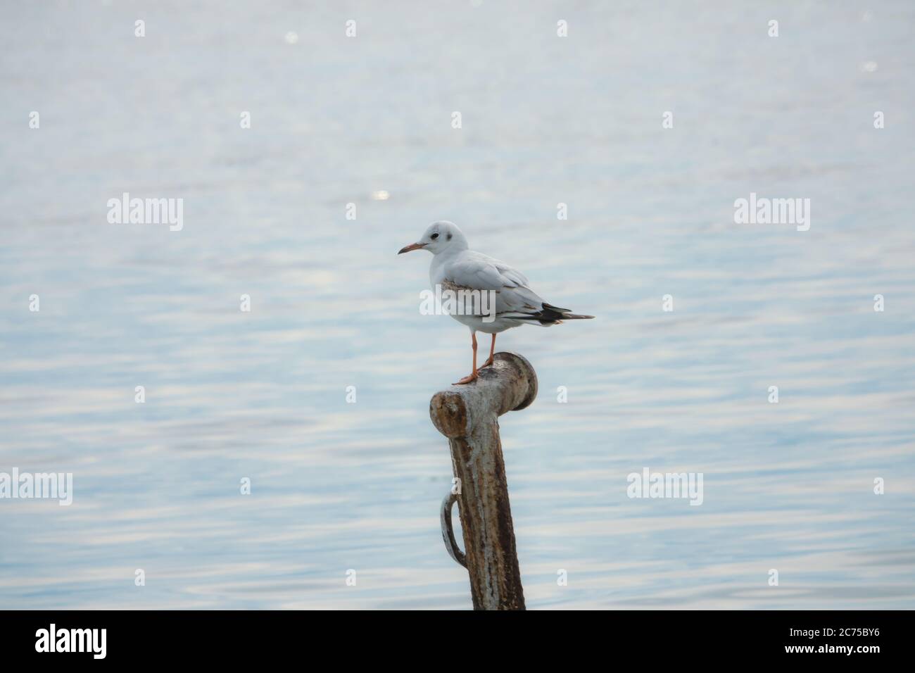 Seabirds of europe hi-res stock photography and images - Alamy