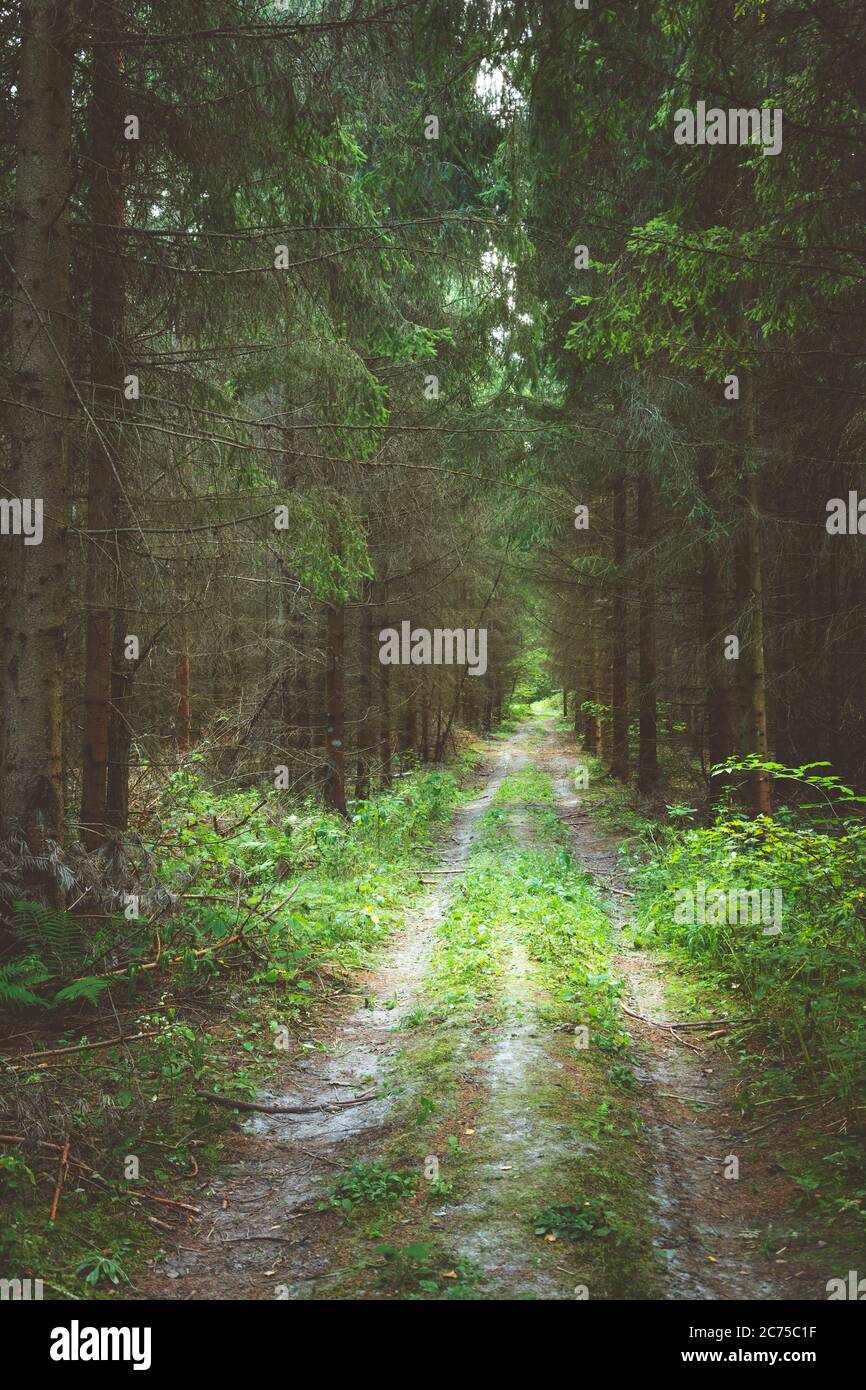A dirt road through a dark coniferous forest, vertical frame Stock ...