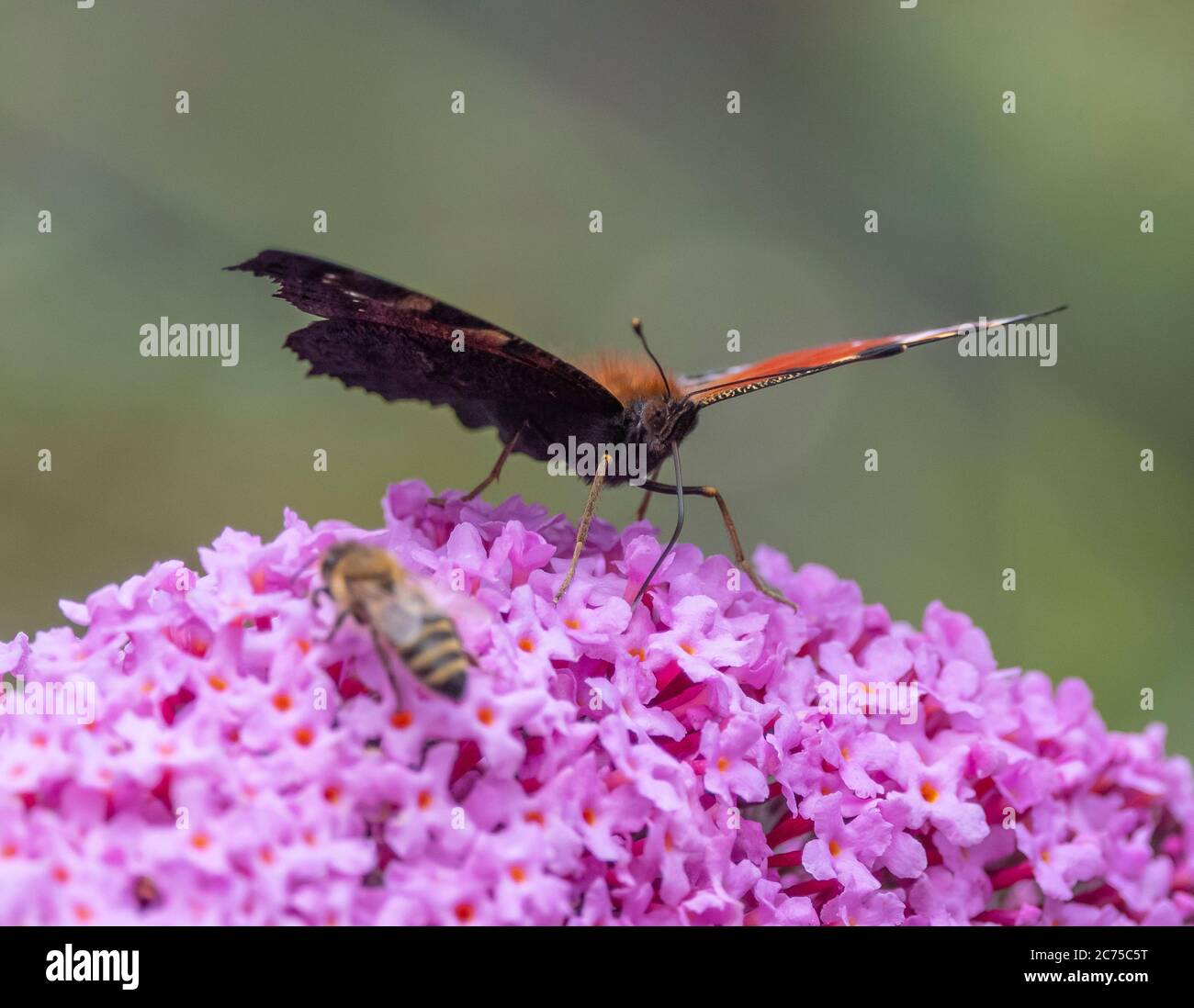 Wimbledon, London, UK. 14 July 2020. Peacock Butterfly and Honey bee on ...