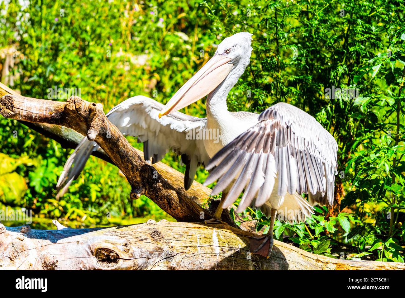 Pelican sitting hi-res stock photography and images - Alamy