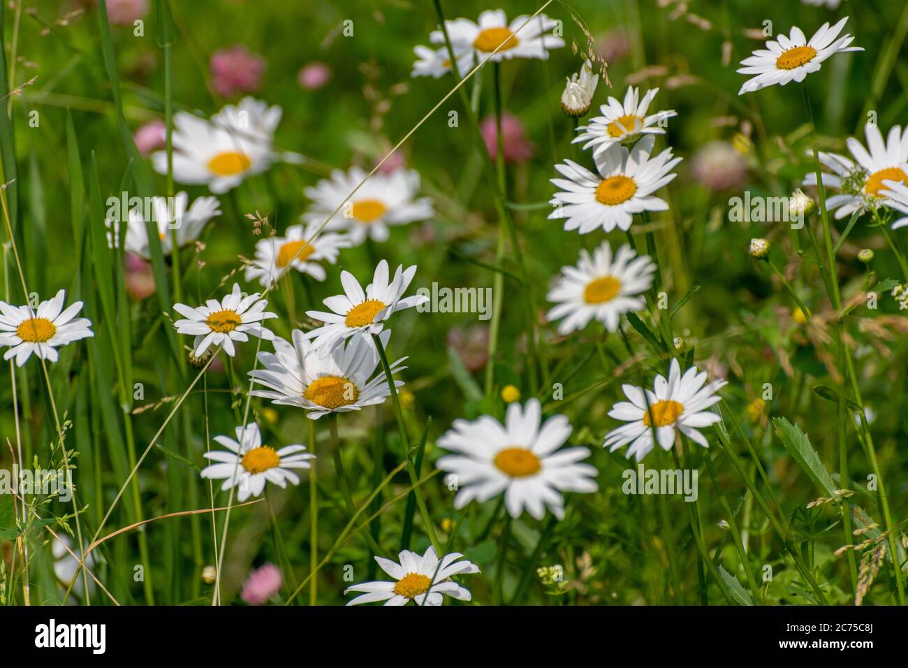 Beautiful large daisies with a white petals Stock Photo - Alamy