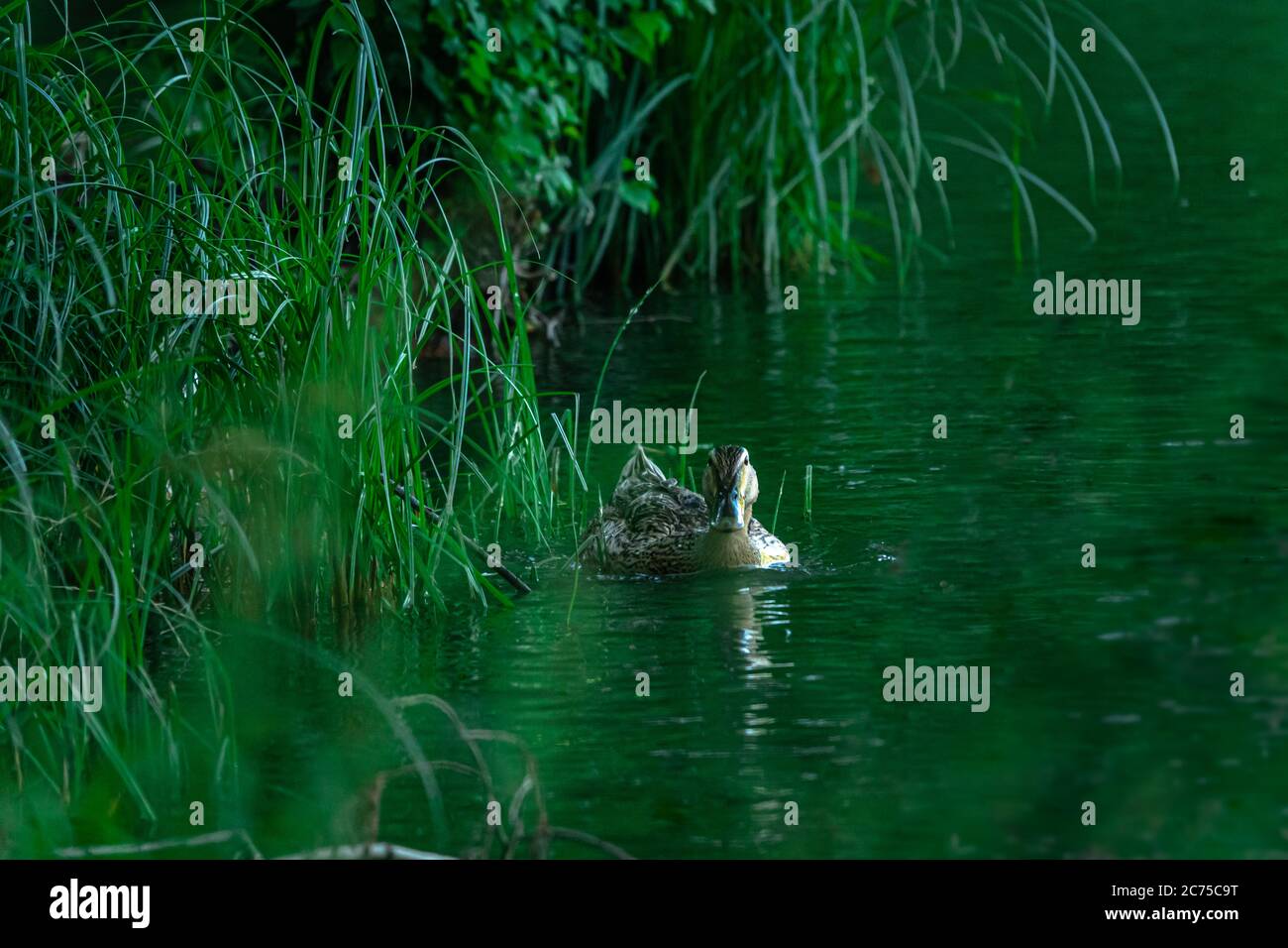 Beautiful natural landscape in summer with green trees around the lake ...