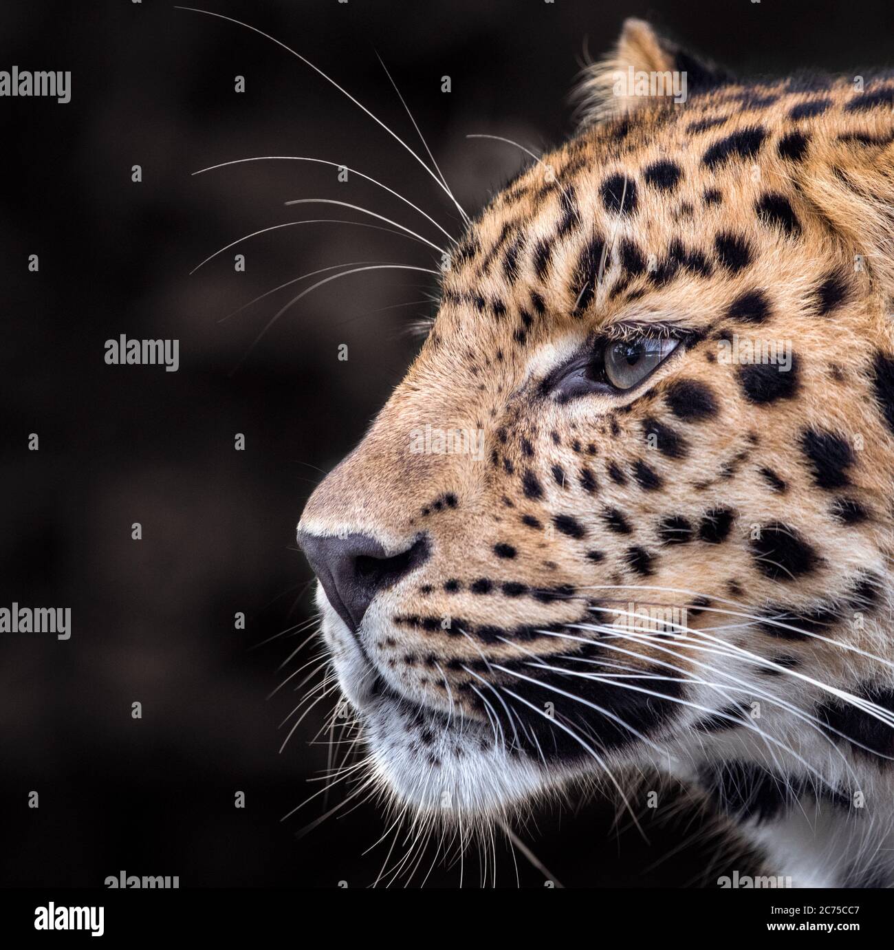 Amur leopard profile hi-res stock photography and images - Alamy