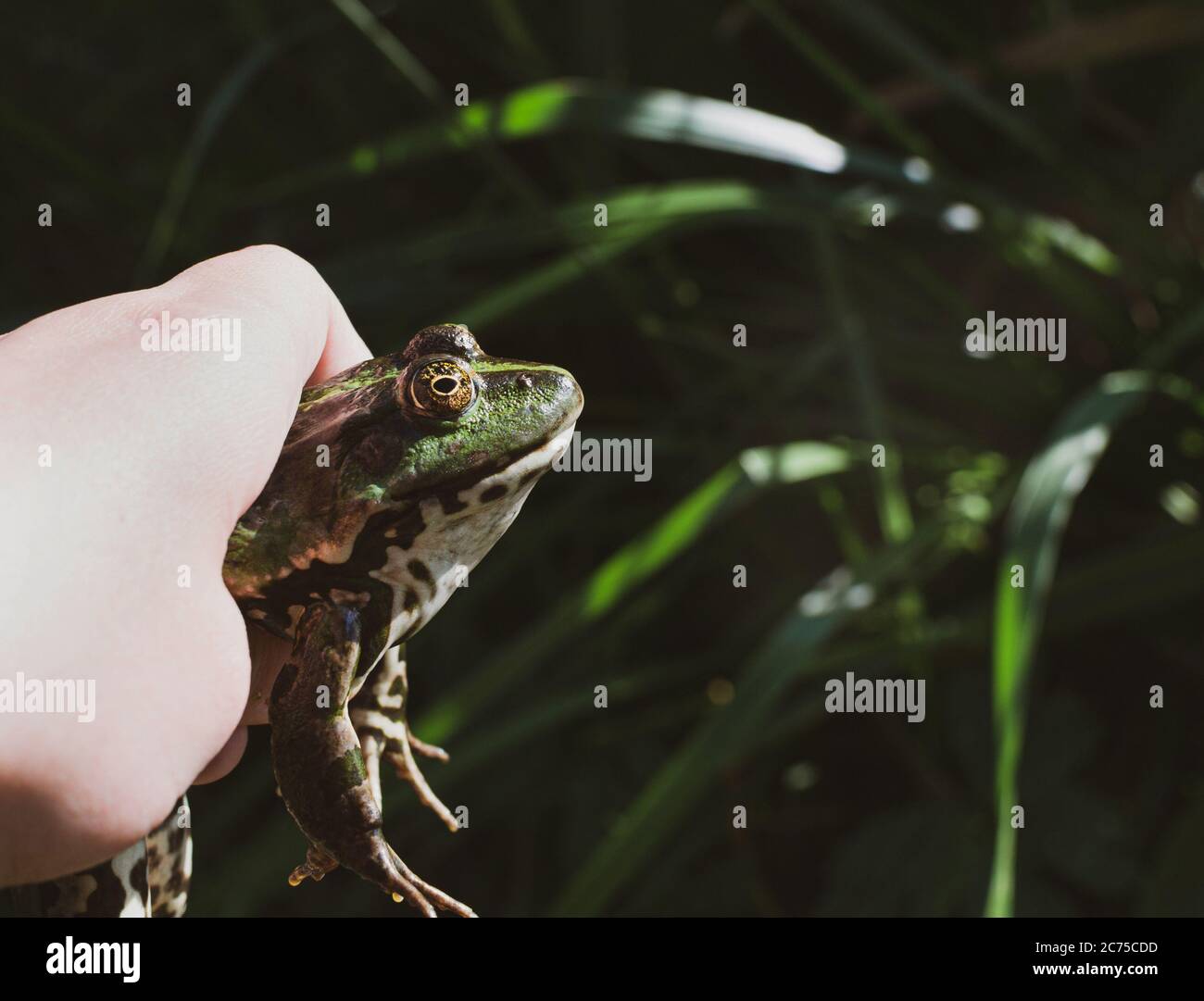 Caught lake frog in the hand, species Pelophylax ridibundus, female ...