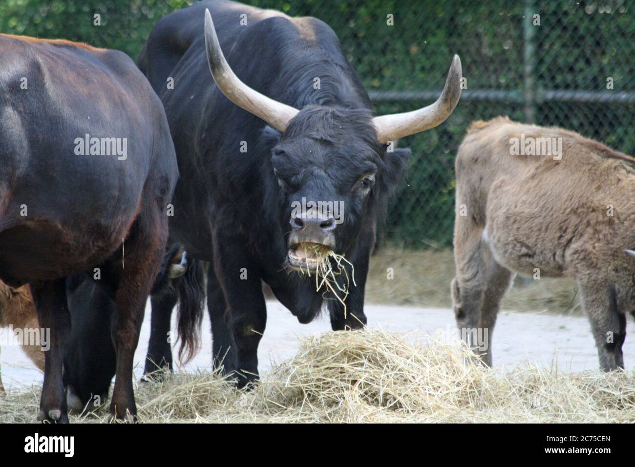 Auerochs bos primigenius ur auerochse hi-res stock photography and ...