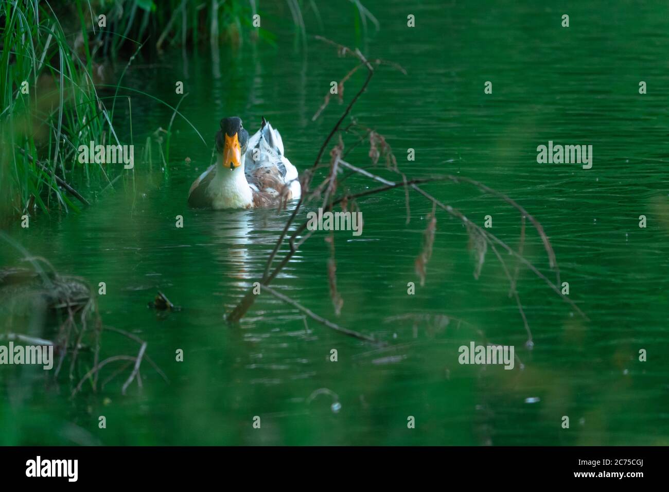 Ducks in front trees water hi-res stock photography and images - Alamy