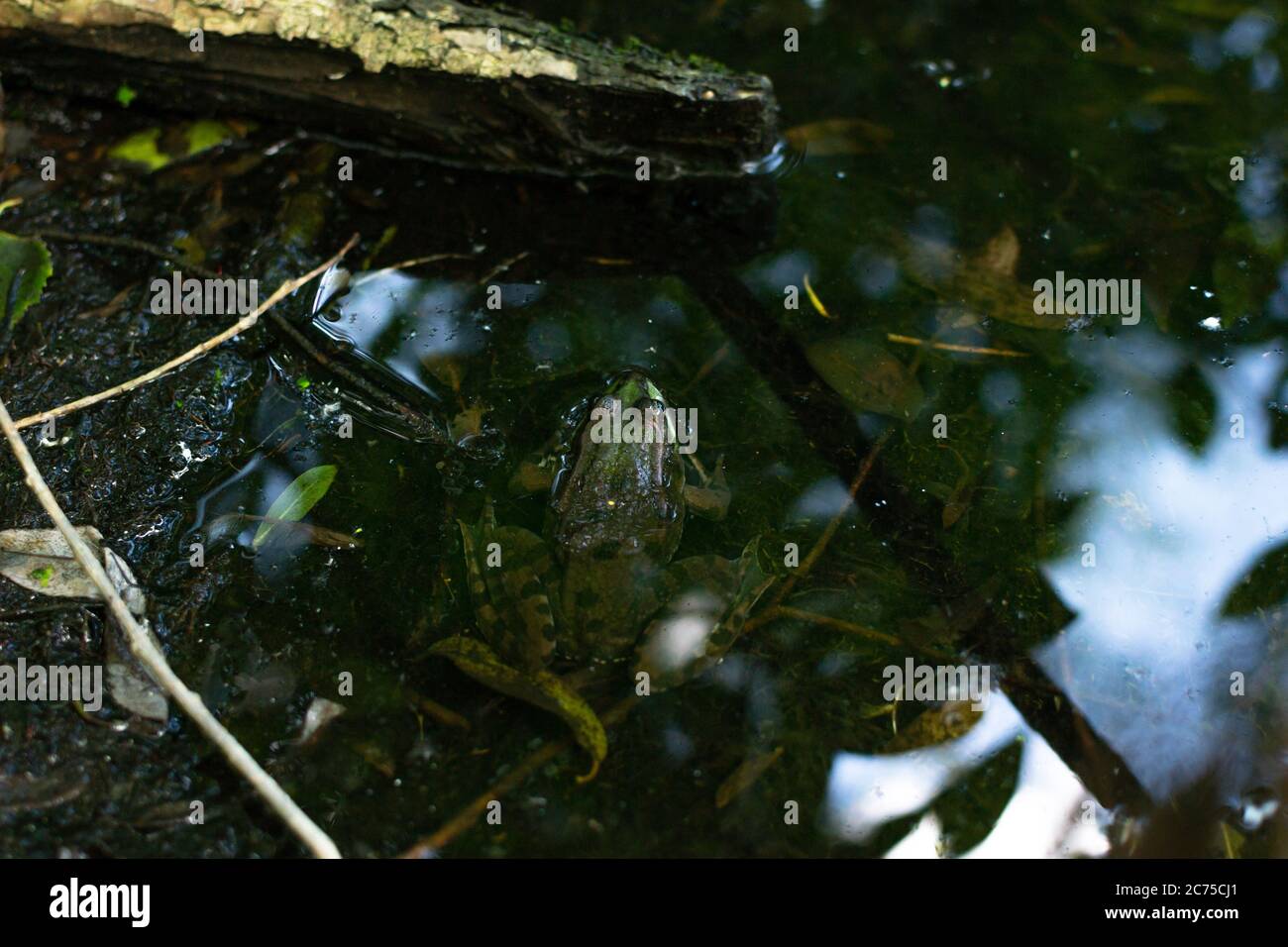 Lake frog in the pond, species Pelophylax ridibundus, female. The ...