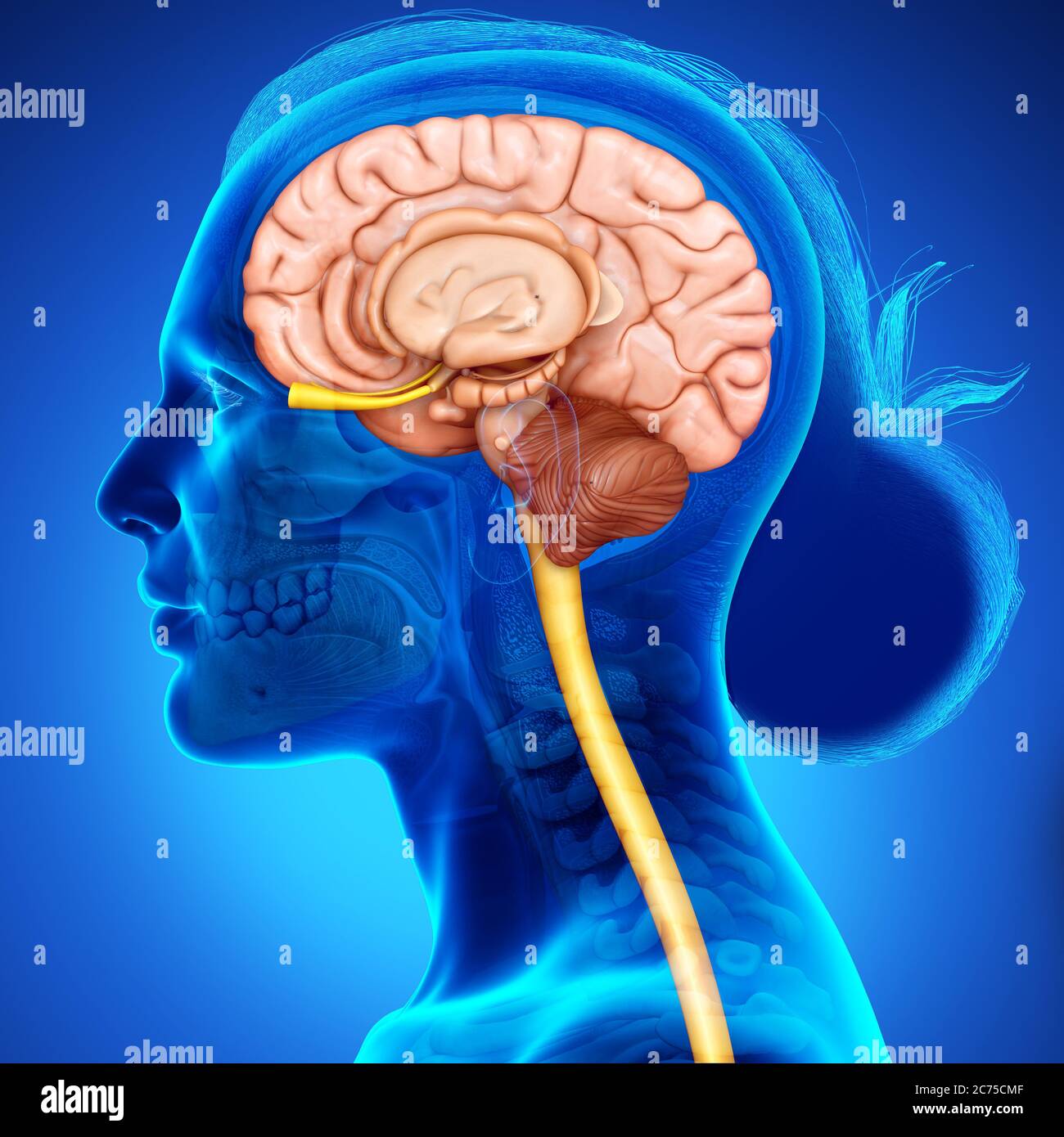 3d rendering medical illustration of Female brain anatomy Stock Photo ...