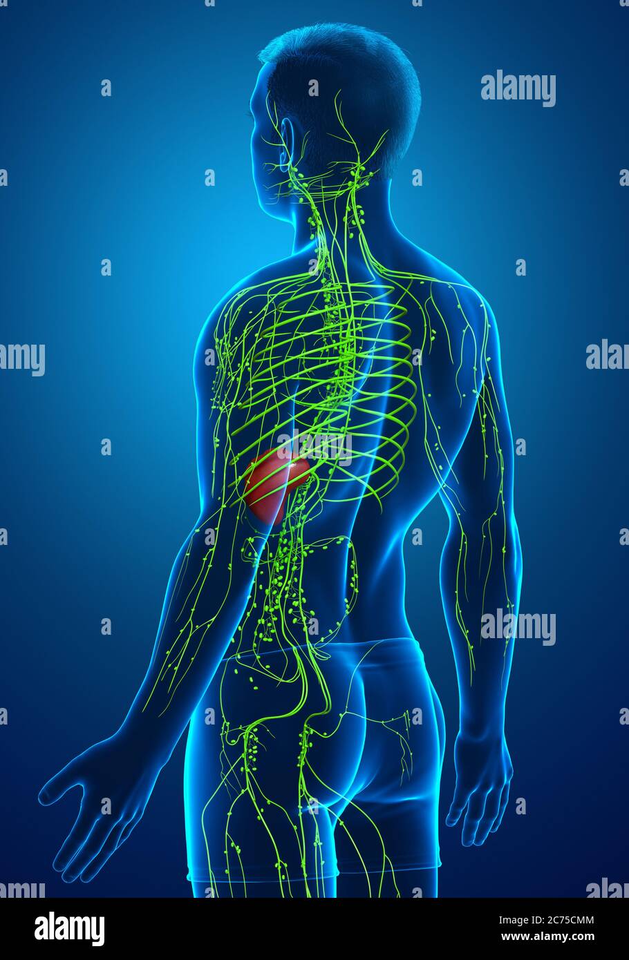 3d rendered medically accurate illustration of a male lymphatic system ...