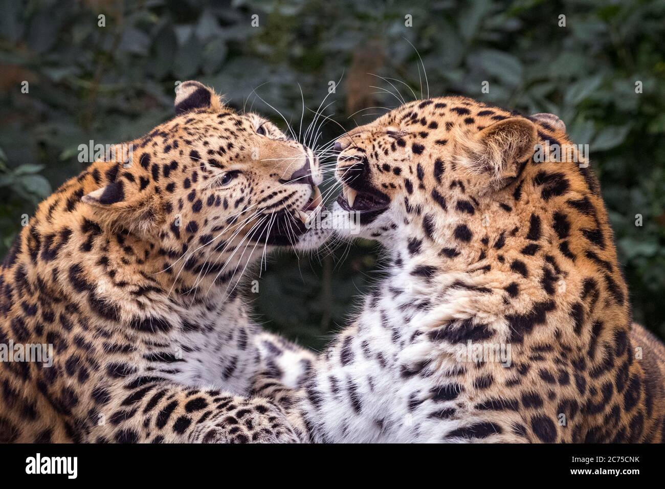 Young Amur leopard brothers play-fighting Stock Photo - Alamy