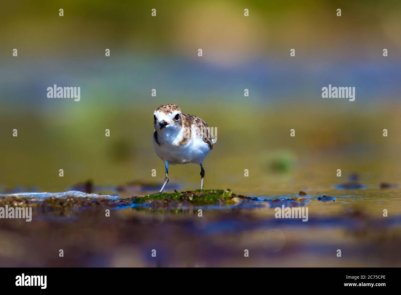 Cute little water bird. Nature background. Common water bird: Kentish ...