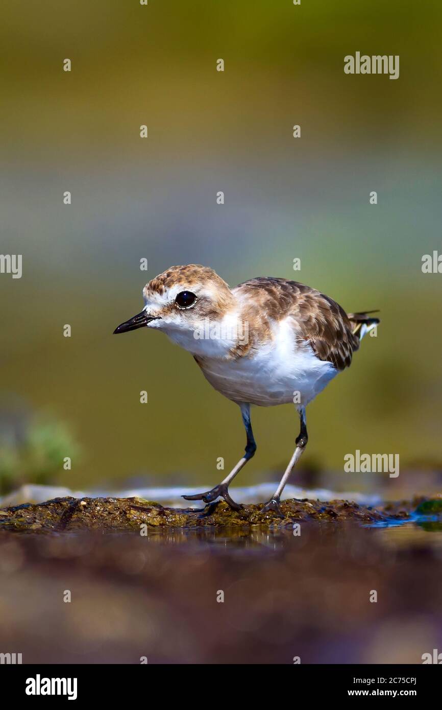 Cute little water bird. Nature background. Common water bird: Kentish ...