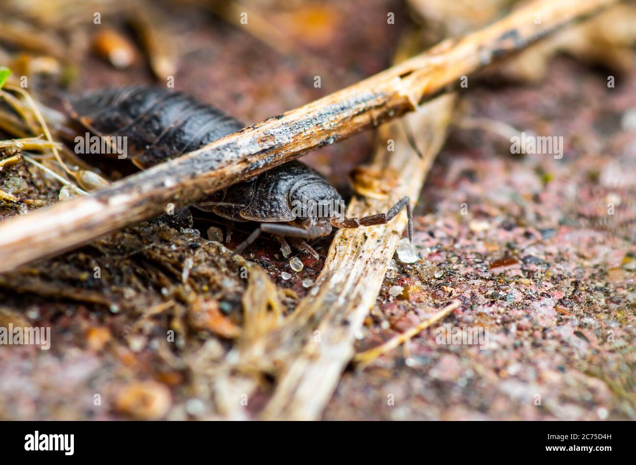Woodlouse antenna hi-res stock photography and images - Alamy