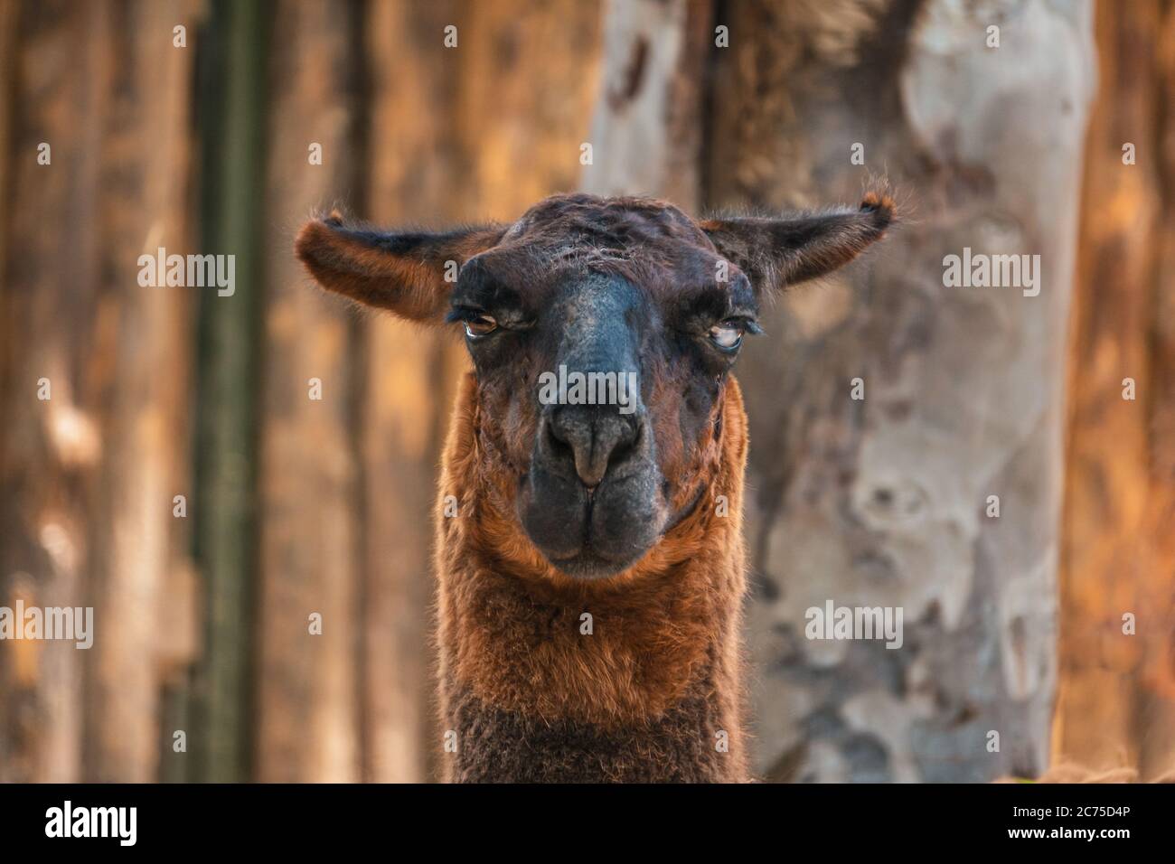 Llamas eye hi-res stock photography and images - Alamy