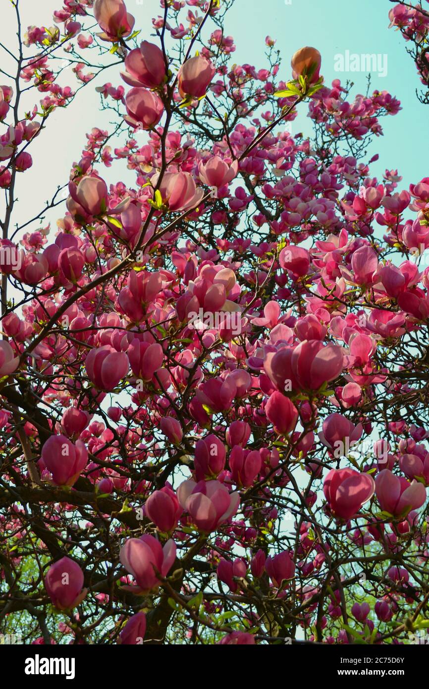 Beautiful romantic pink flowers of magnolia in bloom, Bucharest ...