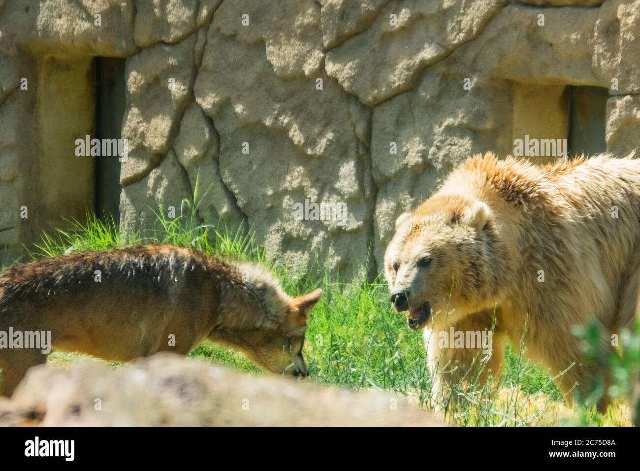 Wolf and grizzly bear hi-res stock photography and images - Alamy
