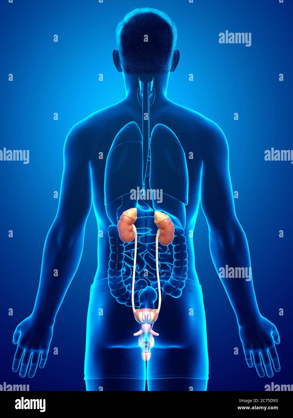 3d rendered, medically accurate illustration of the kidneys Stock Photo ...