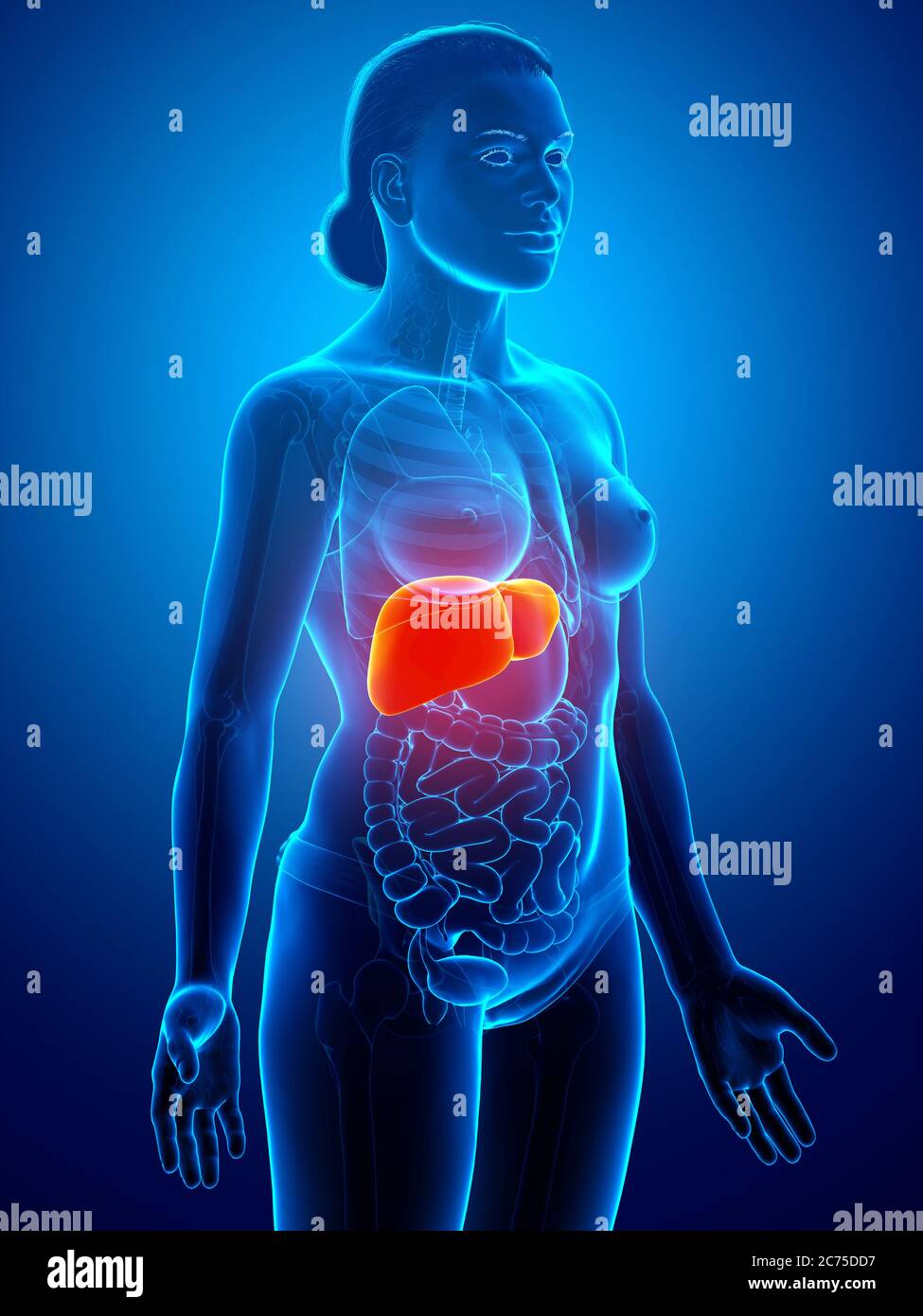 3d rendered, medically accurate illustration of female Liver Anatomy ...