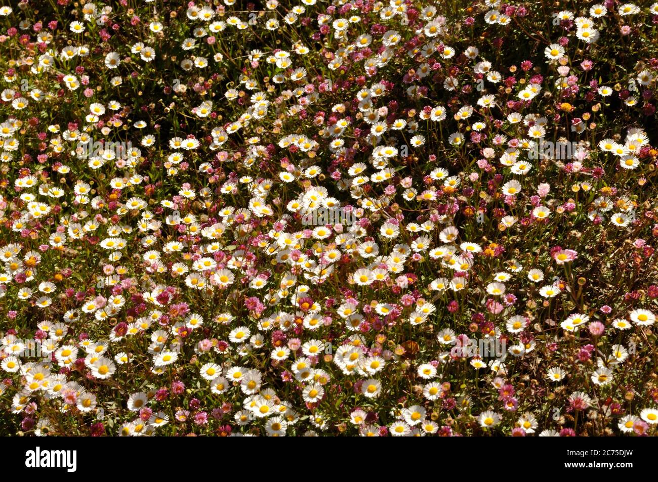 Erigeron plant growing in garden Stock Photo - Alamy