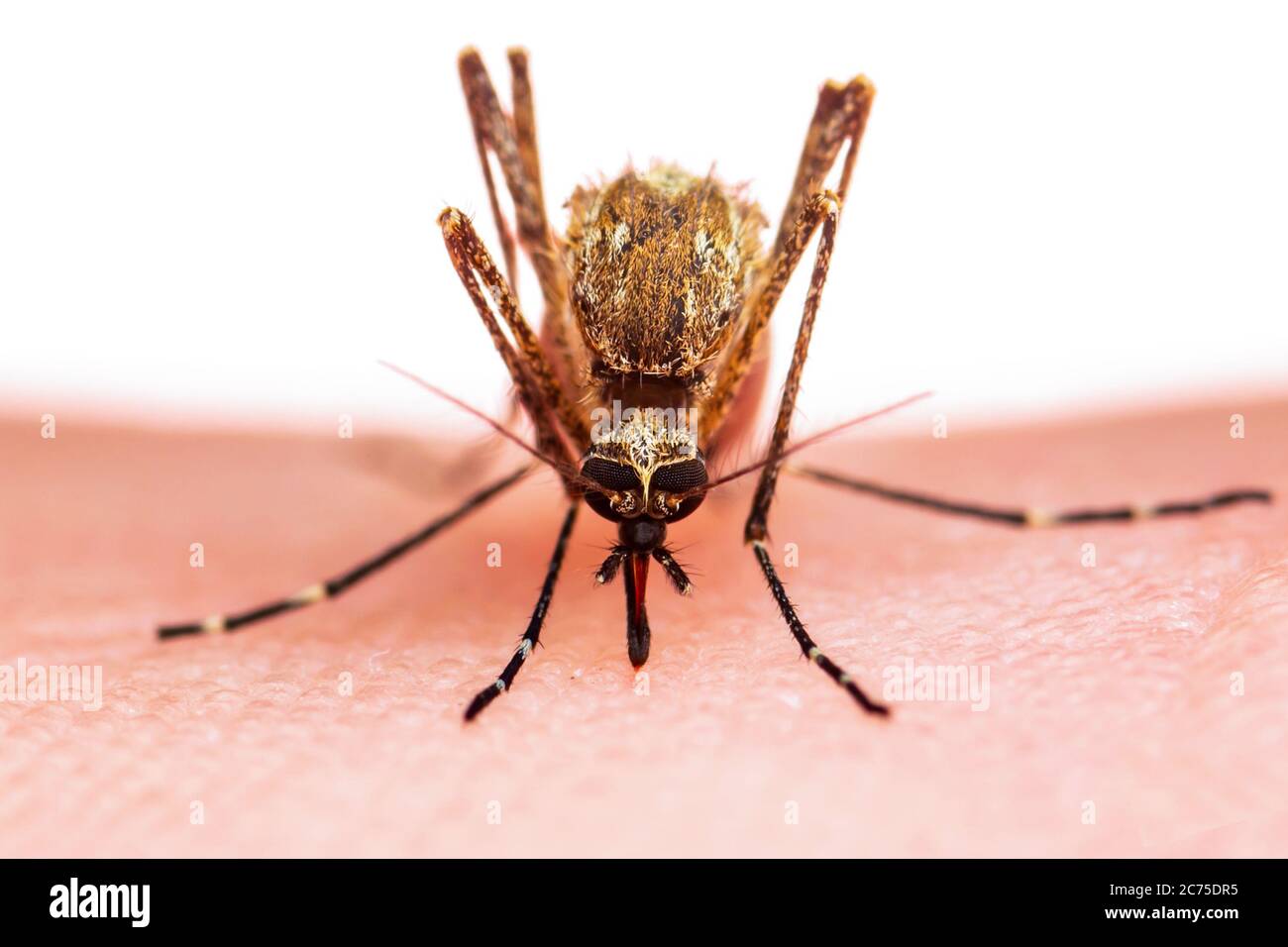 Encephalitis, Yellow Fever, Malaria Disease, Mayaro or Zika Virus ...