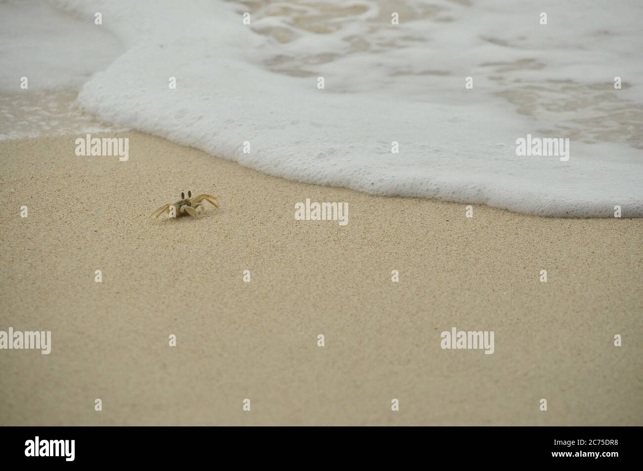 A small tiny crab at the beach Stock Photo - Alamy