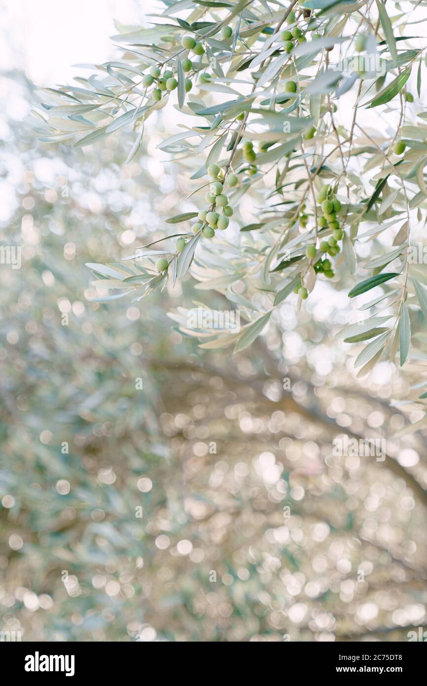 A close-up of green olive fruit on the branches of the tree among the ...