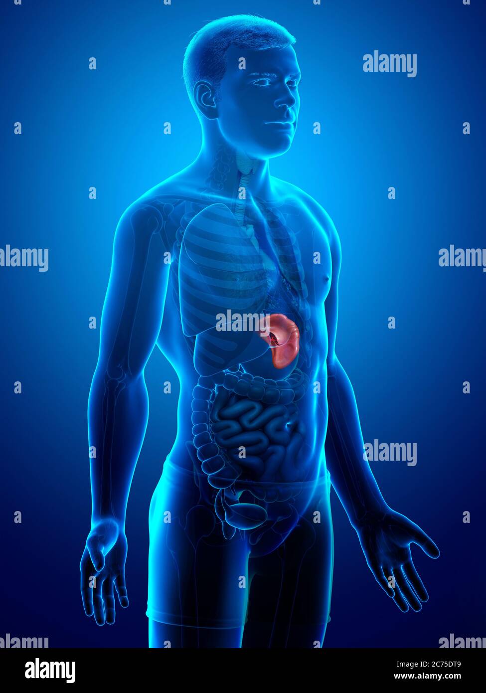 3d rendered, medically accurate illustration of a male Spleen Anatomy ...