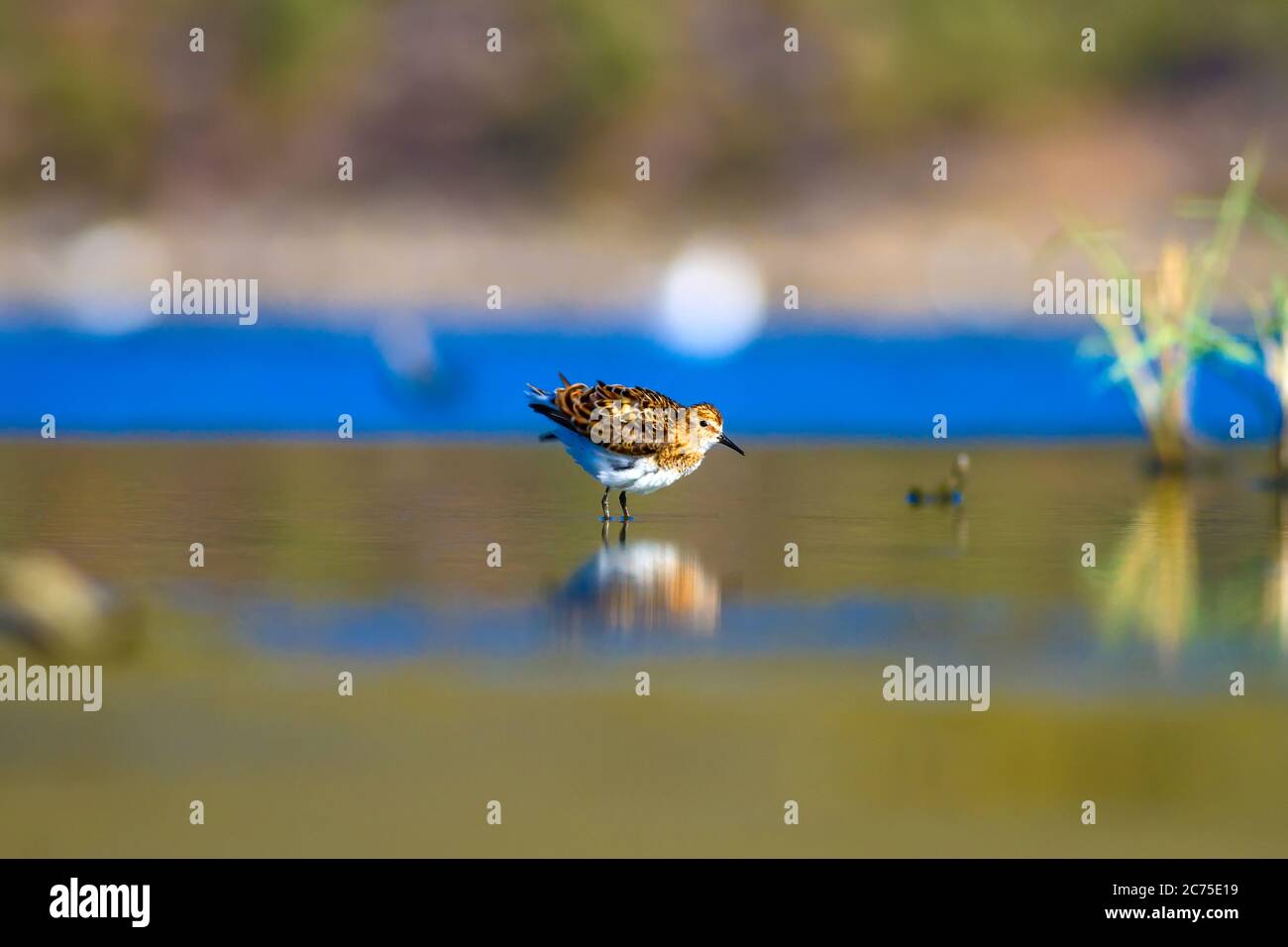 Cute water bird. Colorful nature background. Little Stint. Calidris ...