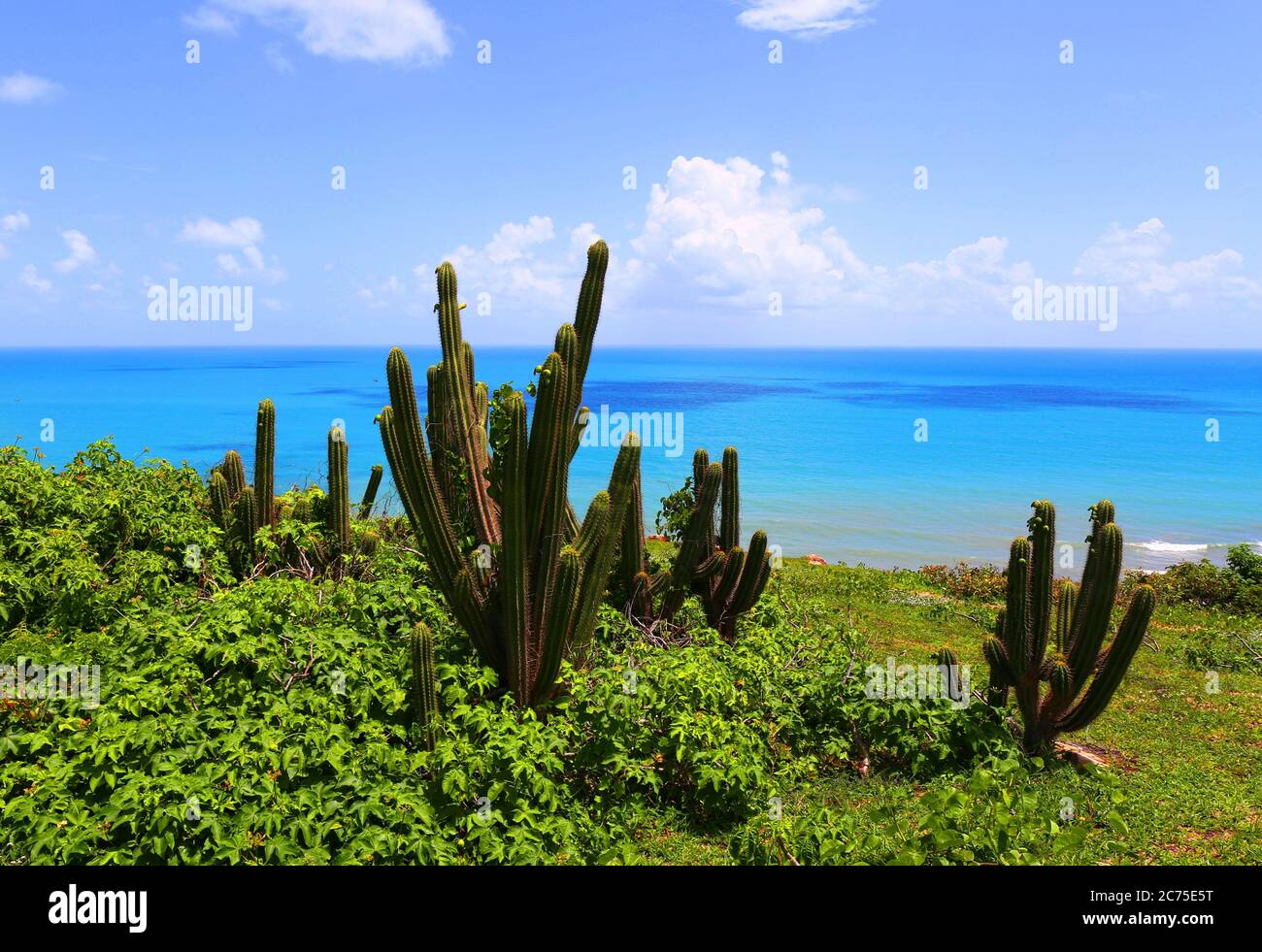 Cactus plants in Jericoacoara, Brazil Stock Photo - Alamy