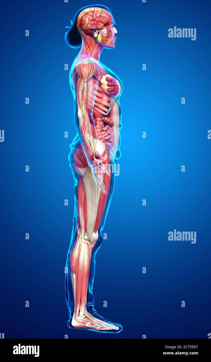 3d rendered medically accurate of the female anatomy Stock Photo - Alamy