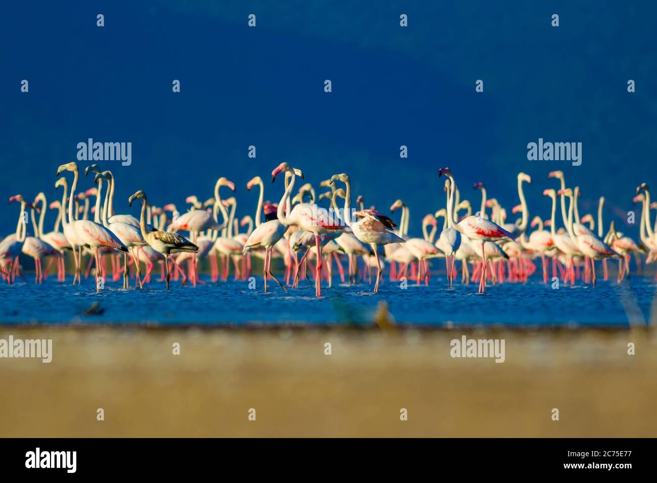 Flamingos. Natural background. Nature photo Stock Photo - Alamy