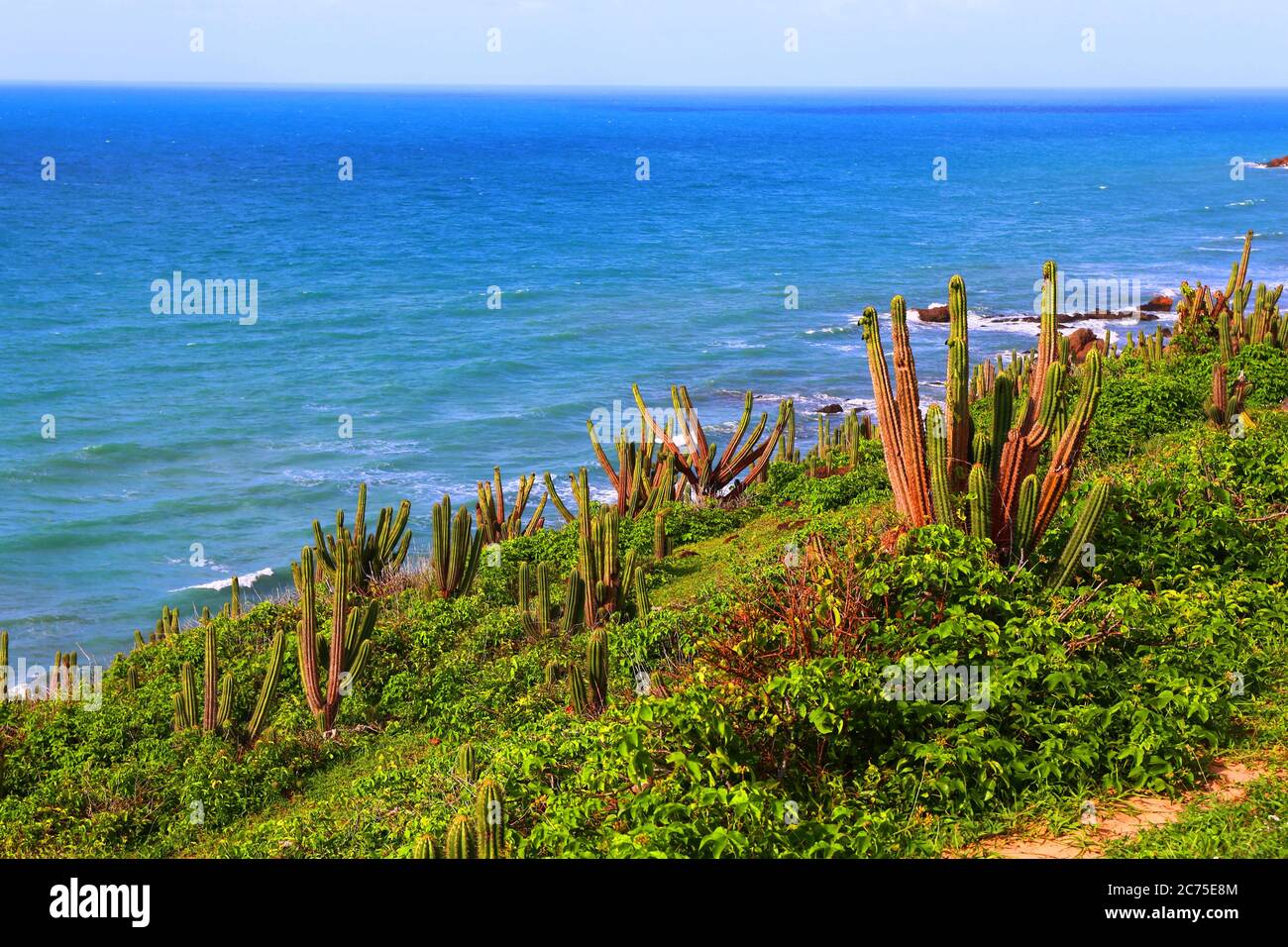 Cacti of brazil hi-res stock photography and images - Alamy