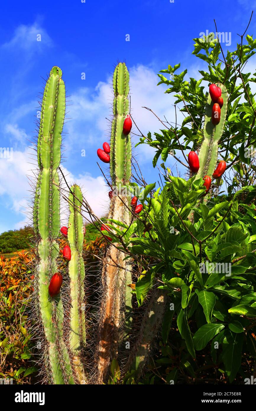 Cacti of brazil hi-res stock photography and images - Alamy