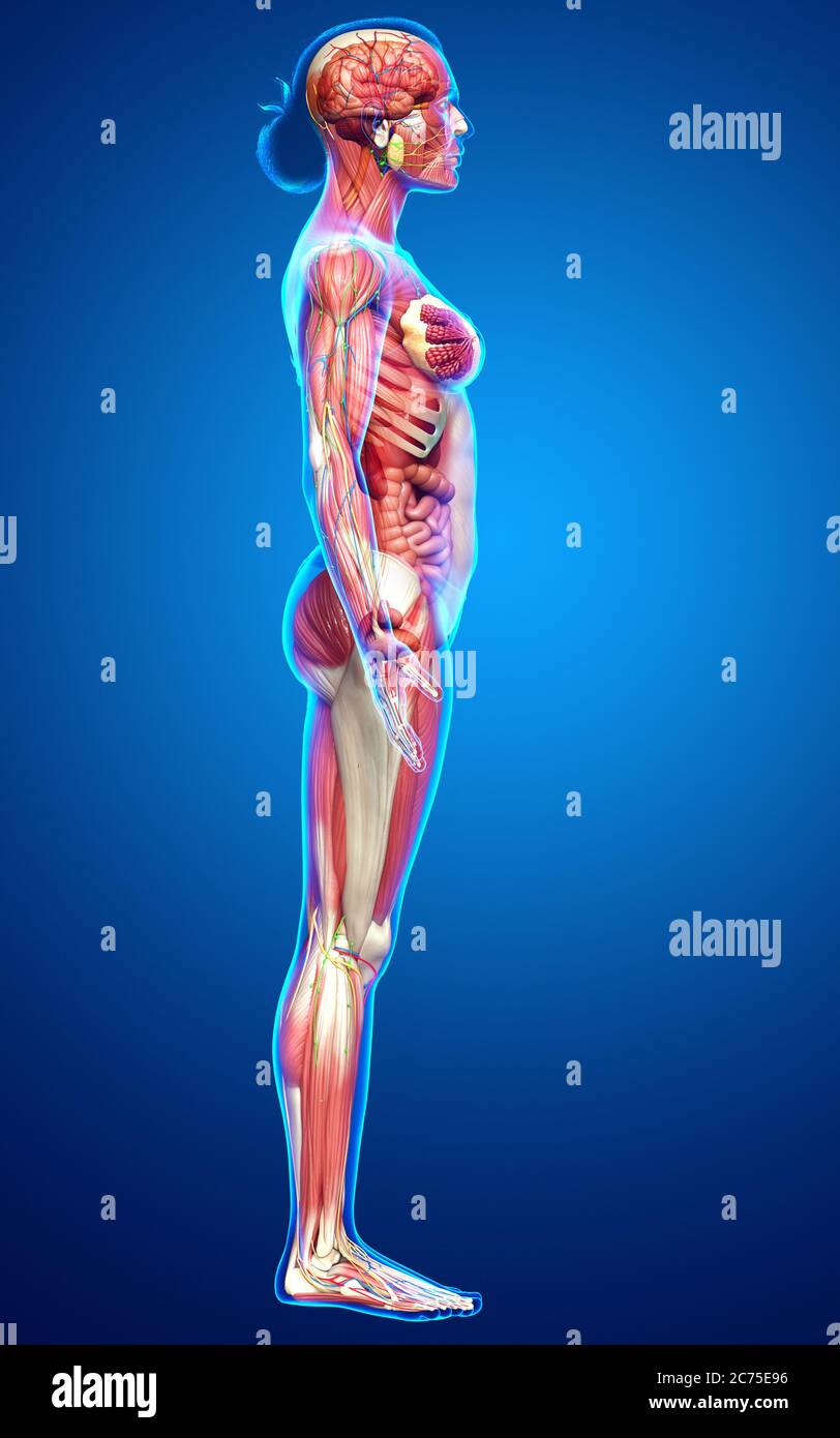 3d rendered medically accurate of the female anatomy Stock Photo - Alamy