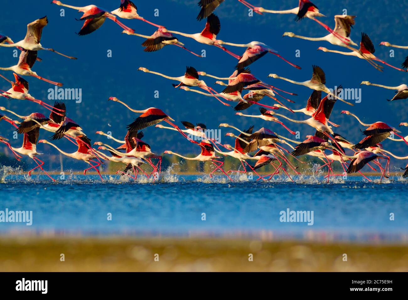 Flamingos. Natural background. Nature photo Stock Photo - Alamy