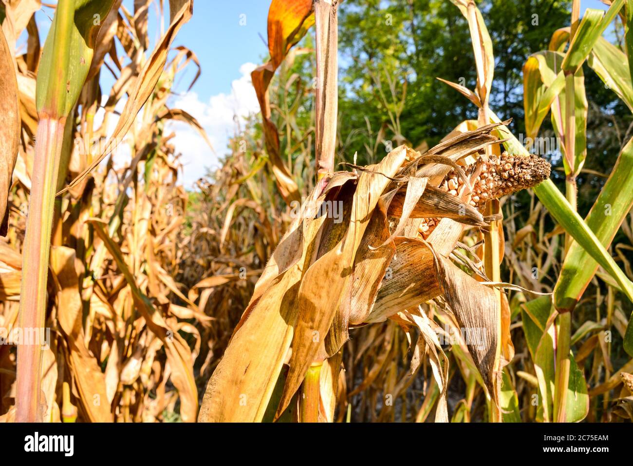 Photo Picture of Dry Vegetable Corn Plant Background Stock Photo - Alamy