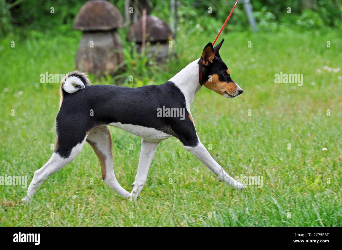 Basenji Tricolor