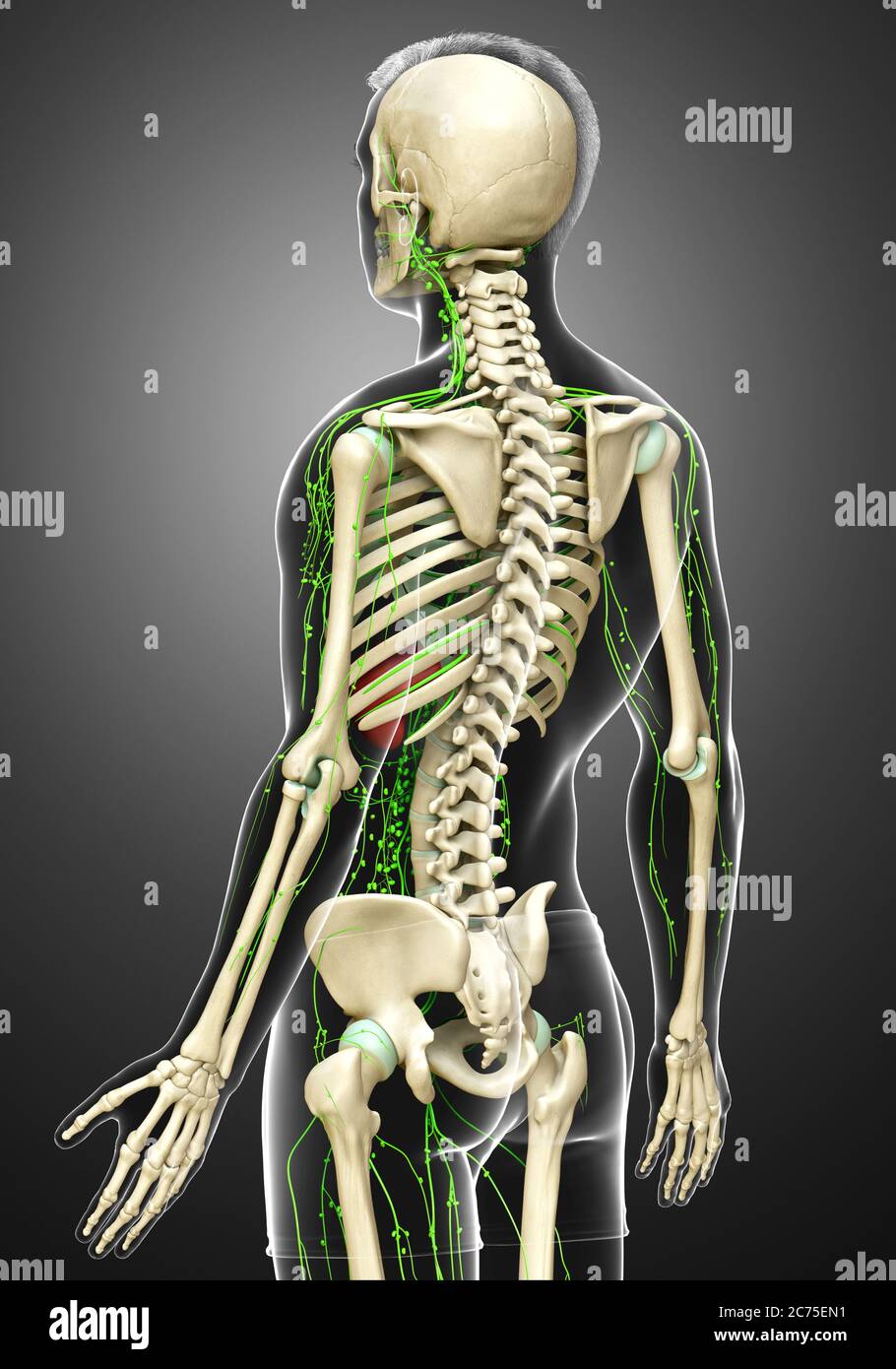 3d rendered medically accurate illustration of a male lymphatic system ...