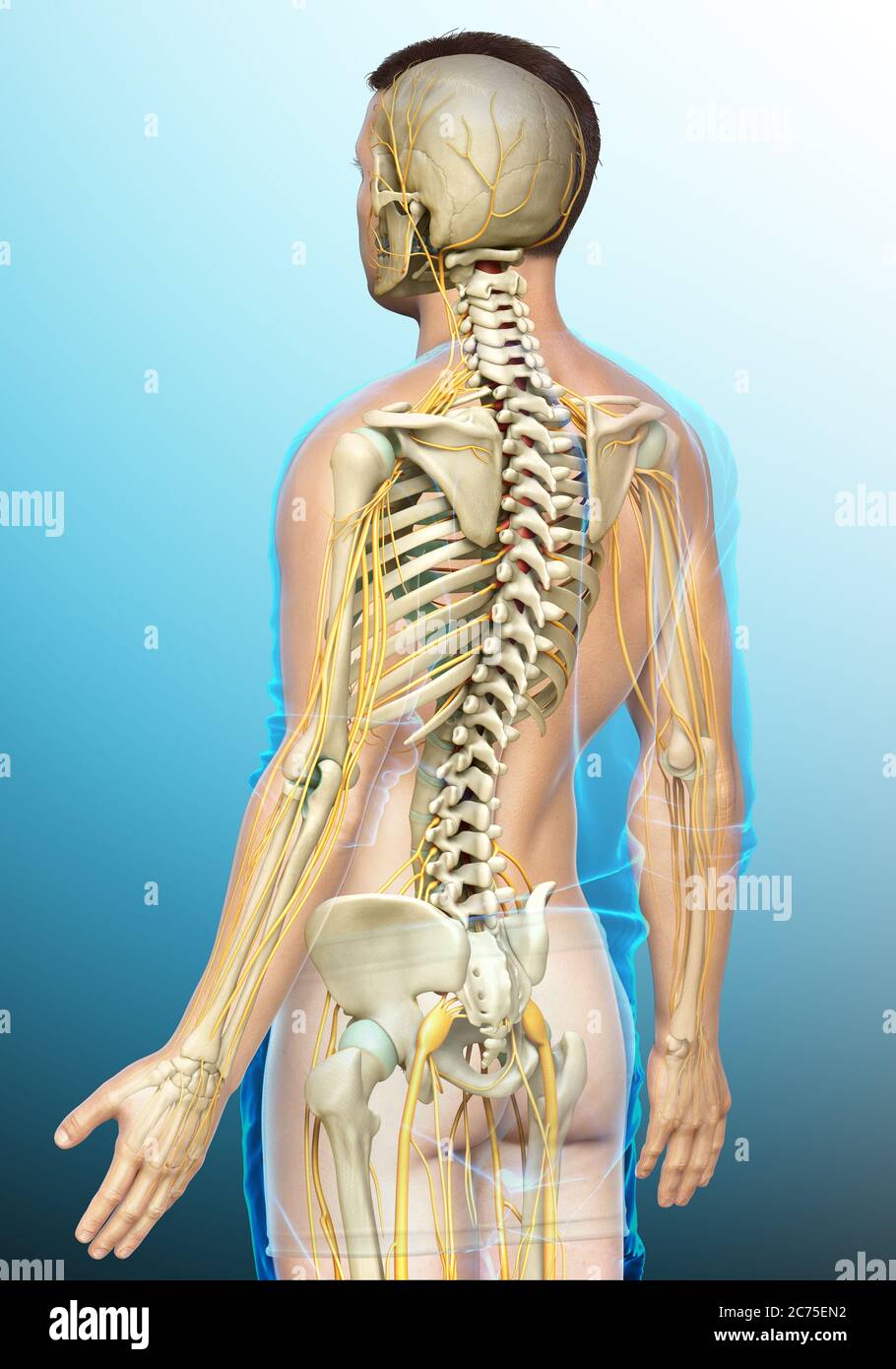3d rendered medically accurate illustration of the nervous system and ...