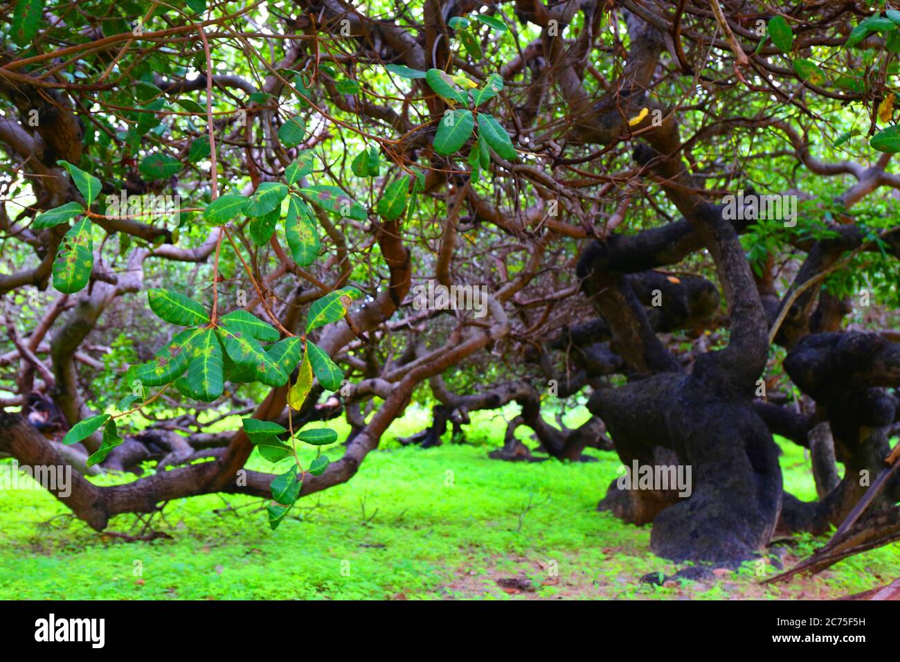 Cashew trees in Parnaiba, Brazil Stock Photo - Alamy