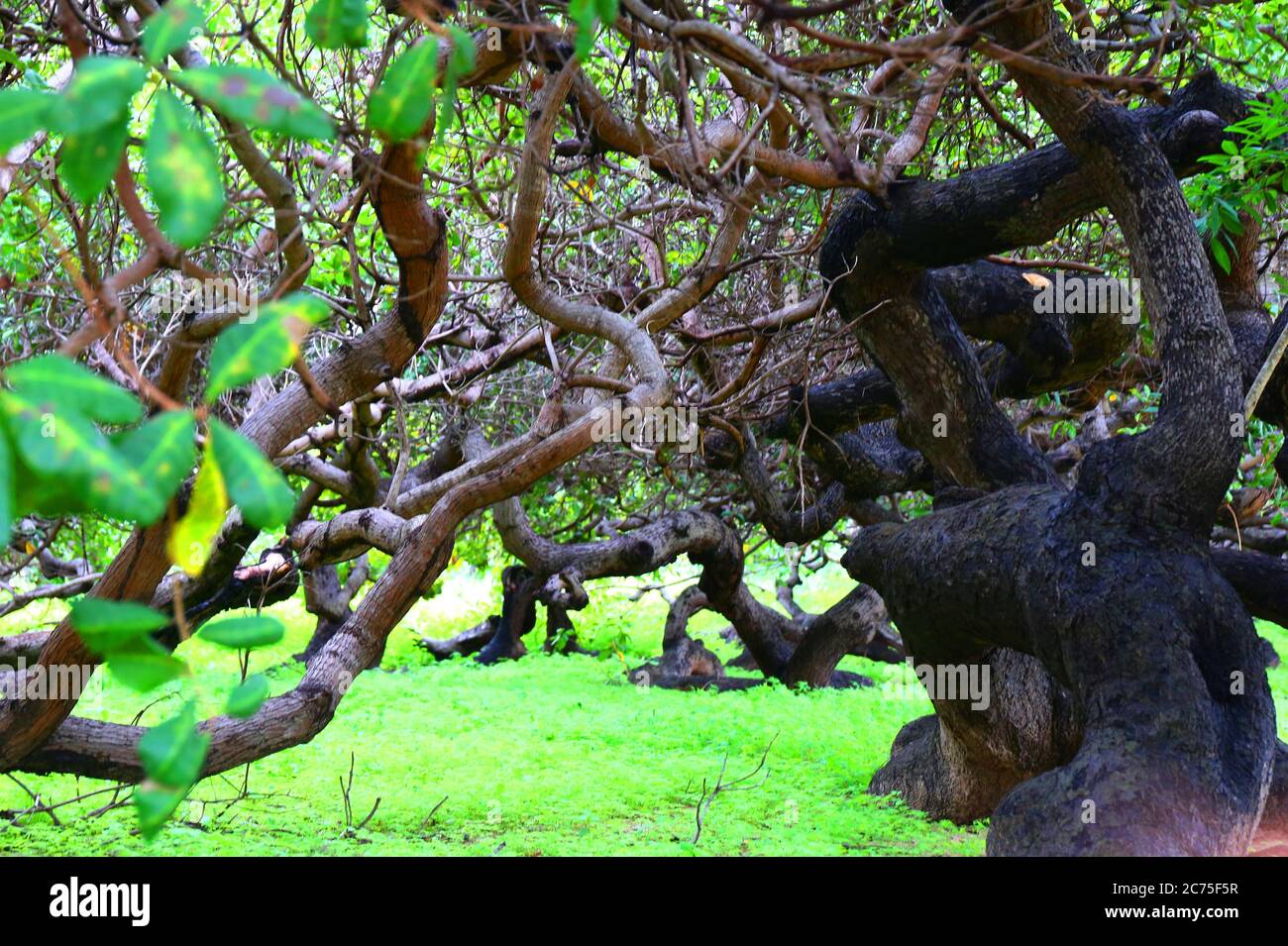 Cashew trees in Parnaiba, Brazil Stock Photo - Alamy