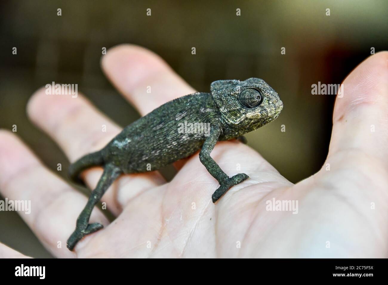 chameleon on hand, beautiful photo digital picture Stock Photo - Alamy