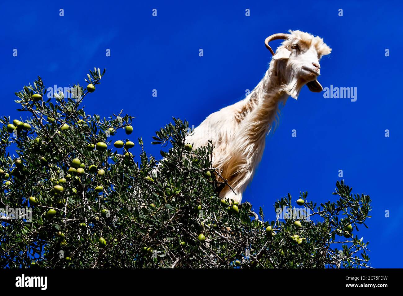 goat on a meadow, beautiful photo digital picture Stock Photo - Alamy