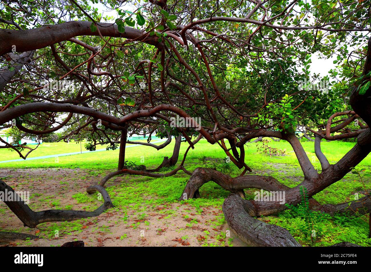 Cashew trees hi-res stock photography and images - Alamy